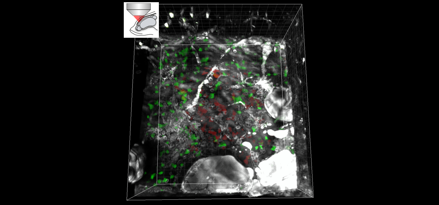 3-photon microscopy for deep-tissue imaging - Laboratoire d'optique et ...