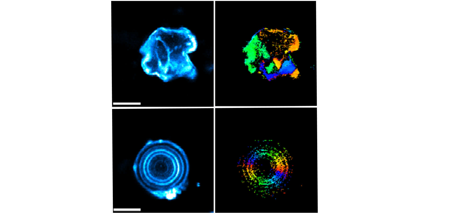 Nonlinear polarimetry - Laboratoire d'optique et biosciences