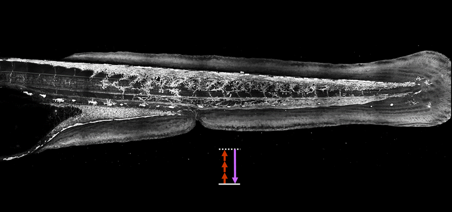 Third harmonic generation (THG) microscopy - Laboratoire d'optique et ...